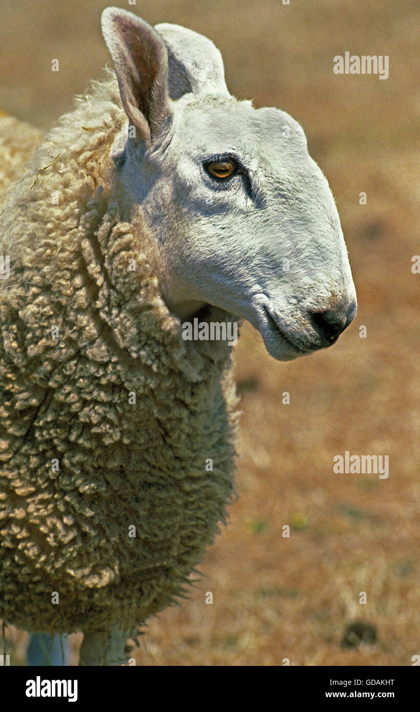 Border Leicester Domestic Sheep Stock Photo - Alamy