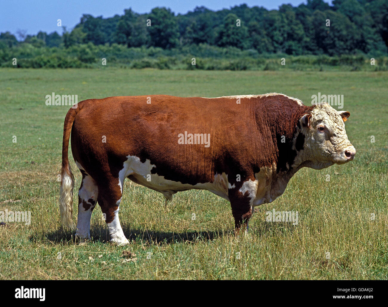 HEREFORD CATTLE, BULL STANDING IN PASTURE Stock Photo - Alamy