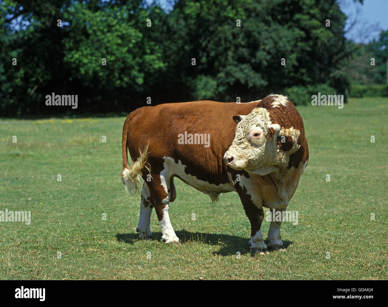 Male hereford hi-res stock photography and images - Alamy