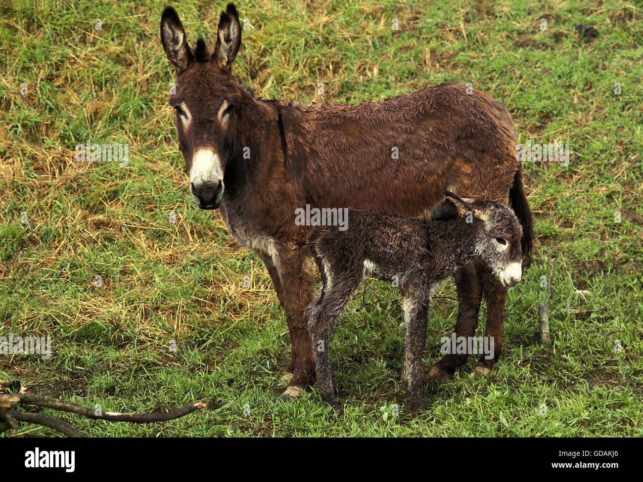 Jenny with Foal standing on Grass Stock Photo - Alamy