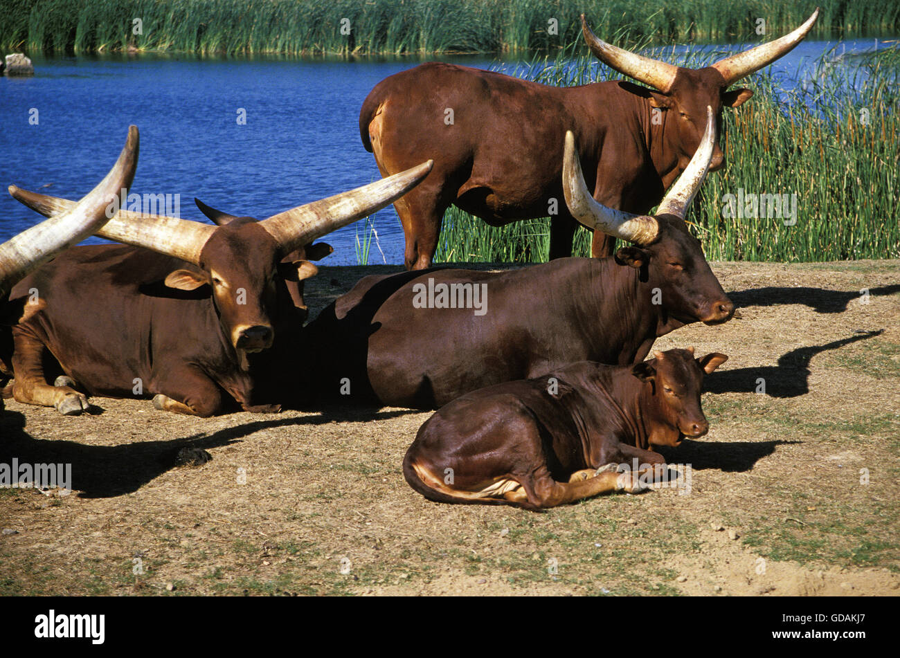 Watussi, Herd resting Stock Photo - Alamy