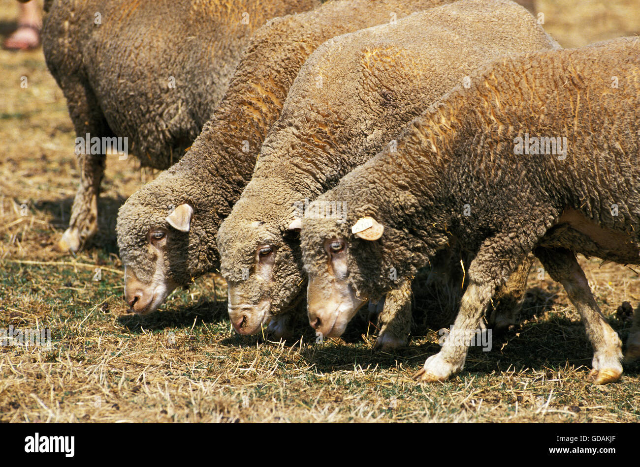 Merino Sheep, Herd of Ewes Stock Photo - Alamy
