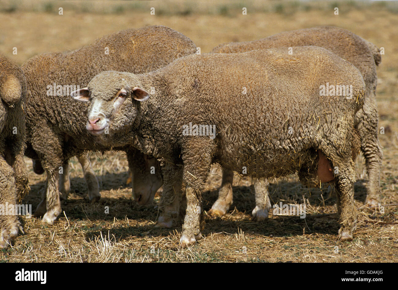 Merino sheep hi-res stock photography and images - Alamy