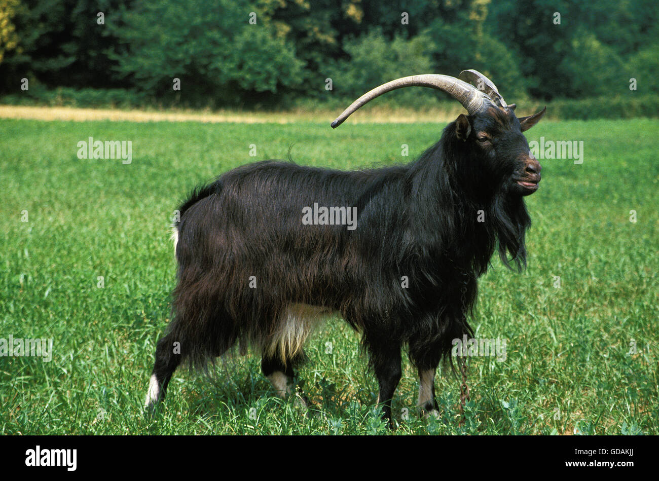 Poitevine Goat, a French Domestic Goat Breed, Billy goat Stock Photo ...