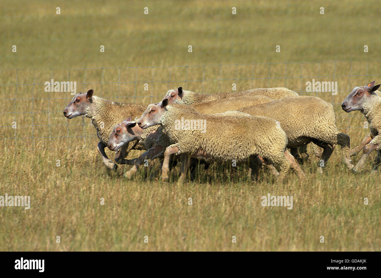 Charollais Sheep, a French Breed, Herd running through Meadow Stock ...