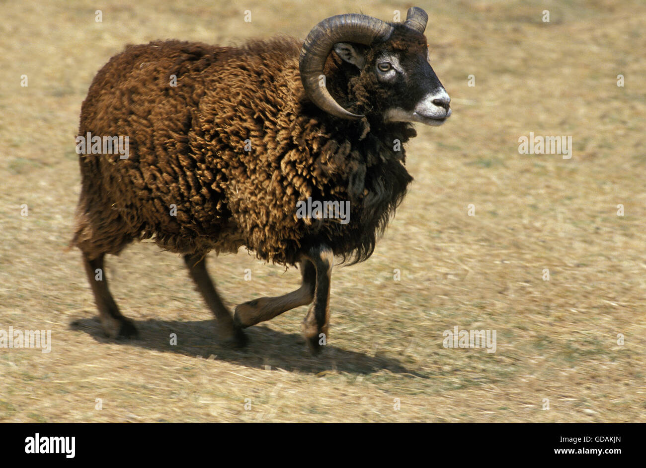 Soay sheep ram animal hi-res stock photography and images - Alamy