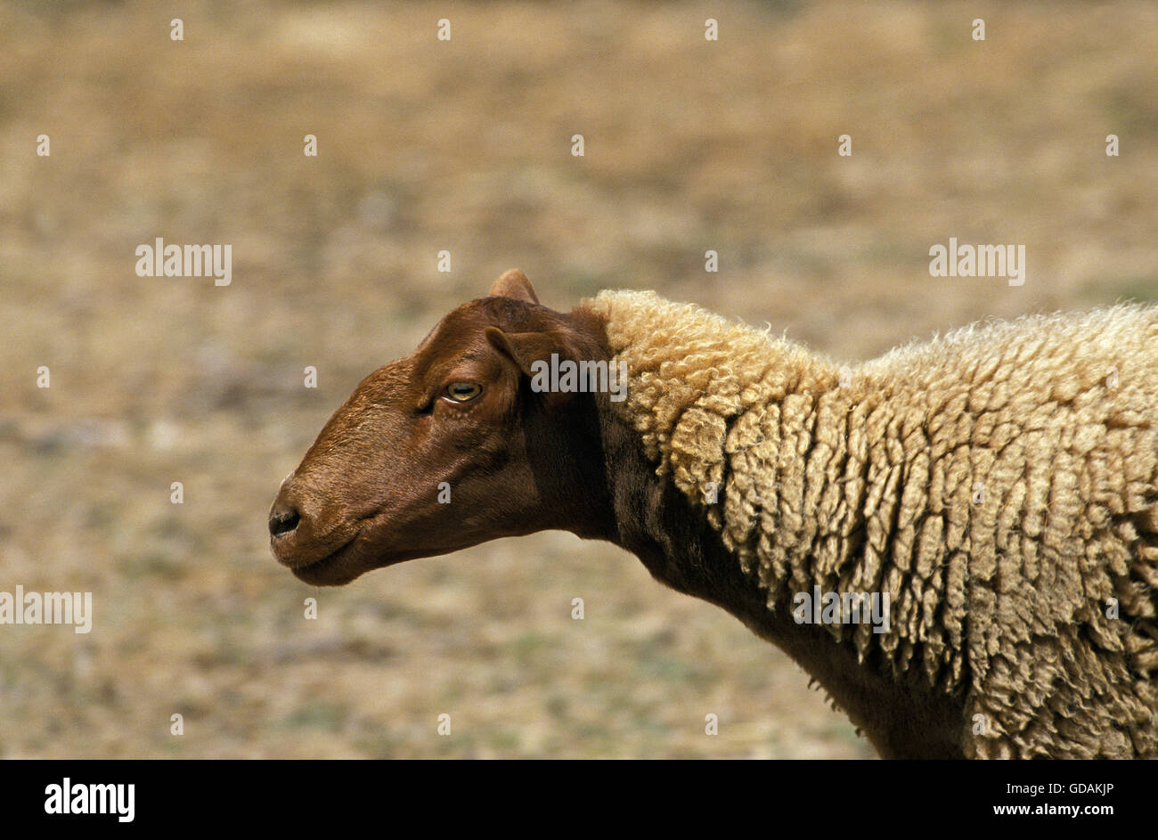 Solognot Domestic Sheep, a French Breed, Ewe Stock Photo - Alamy