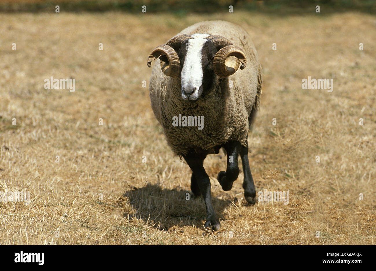 Bizet Domestic Sheep, a French Breed from Cantal, Ram Stock Photo - Alamy