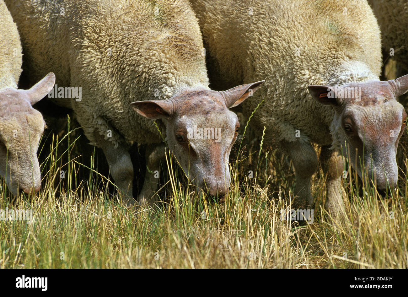 CHAROLLAIS SHEEP, A FRENCH BREED, GROUP EATING LONG GRASS Stock Photo ...