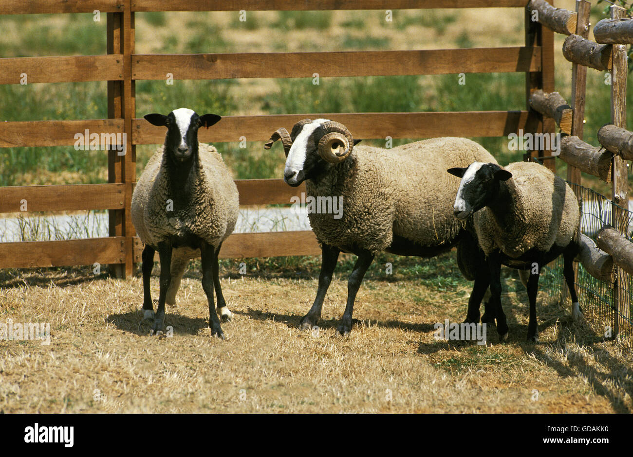 Bizet Domestic Sheep, French Breed from Cantal, Ram and Ewes Stock ...
