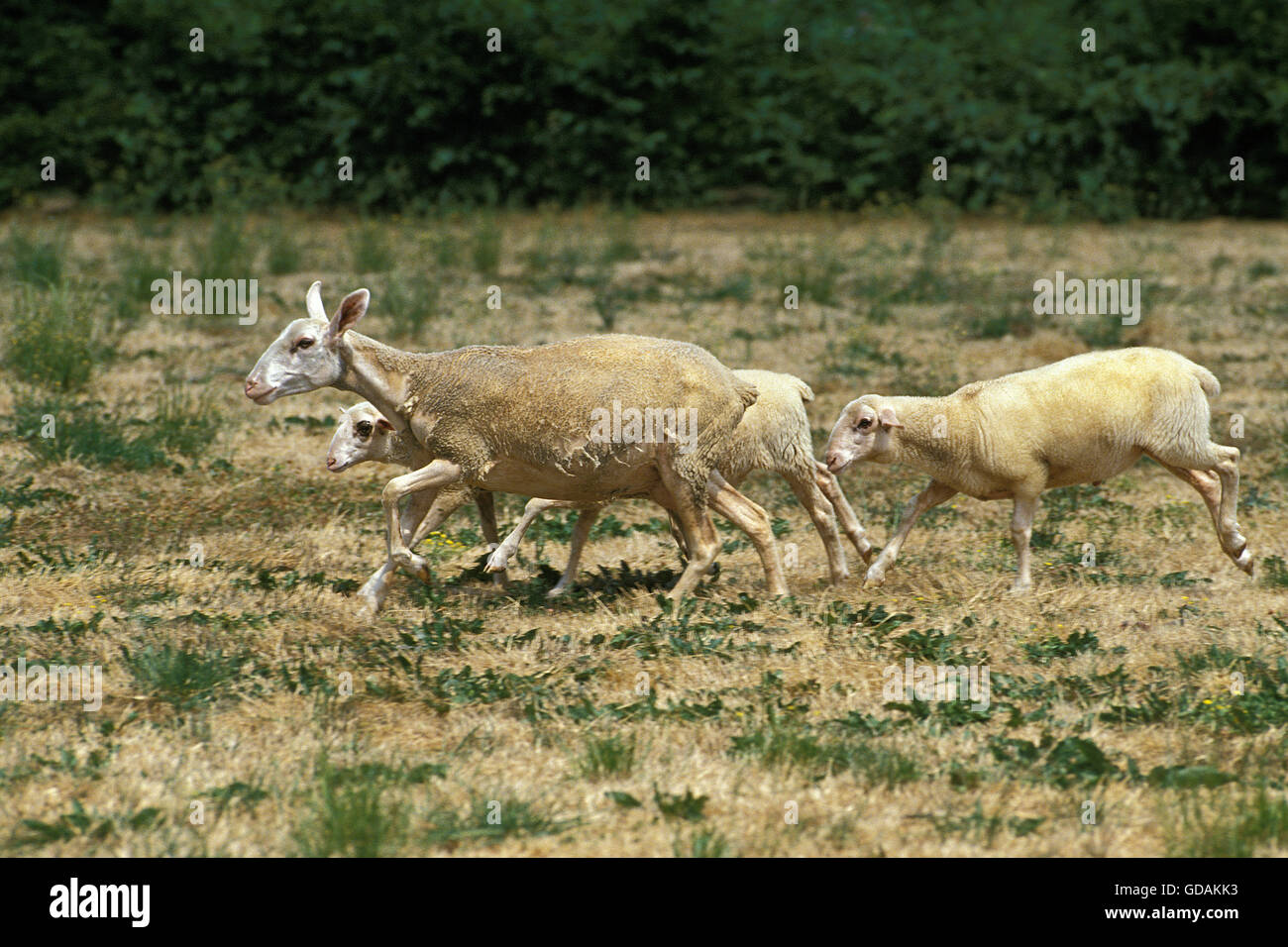 Herd of lacaune sheep hi-res stock photography and images - Alamy