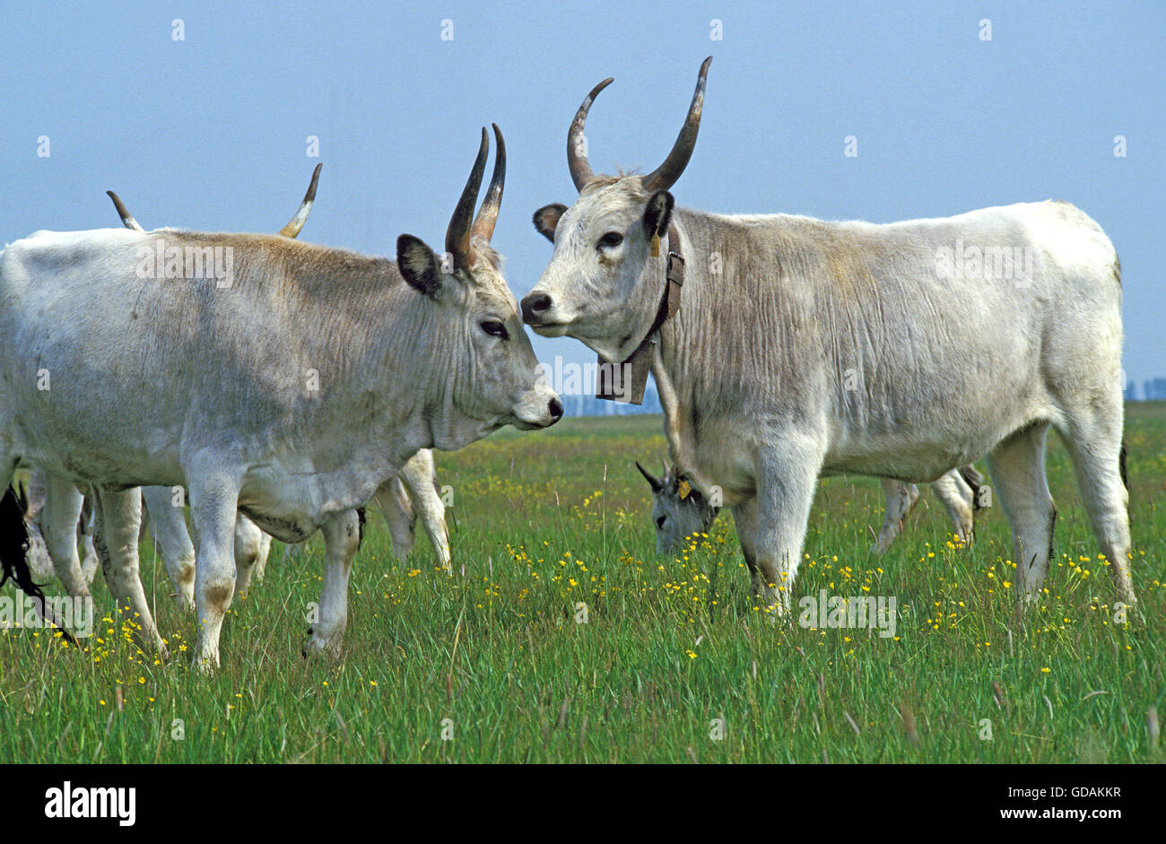 Hungarian grey cows High Resolution Stock Photography and Images - Alamy