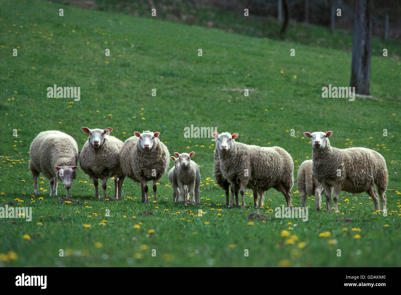 Berrichon Domestic Sheep, a French Breed from Berry, Herd with Ewes and ...