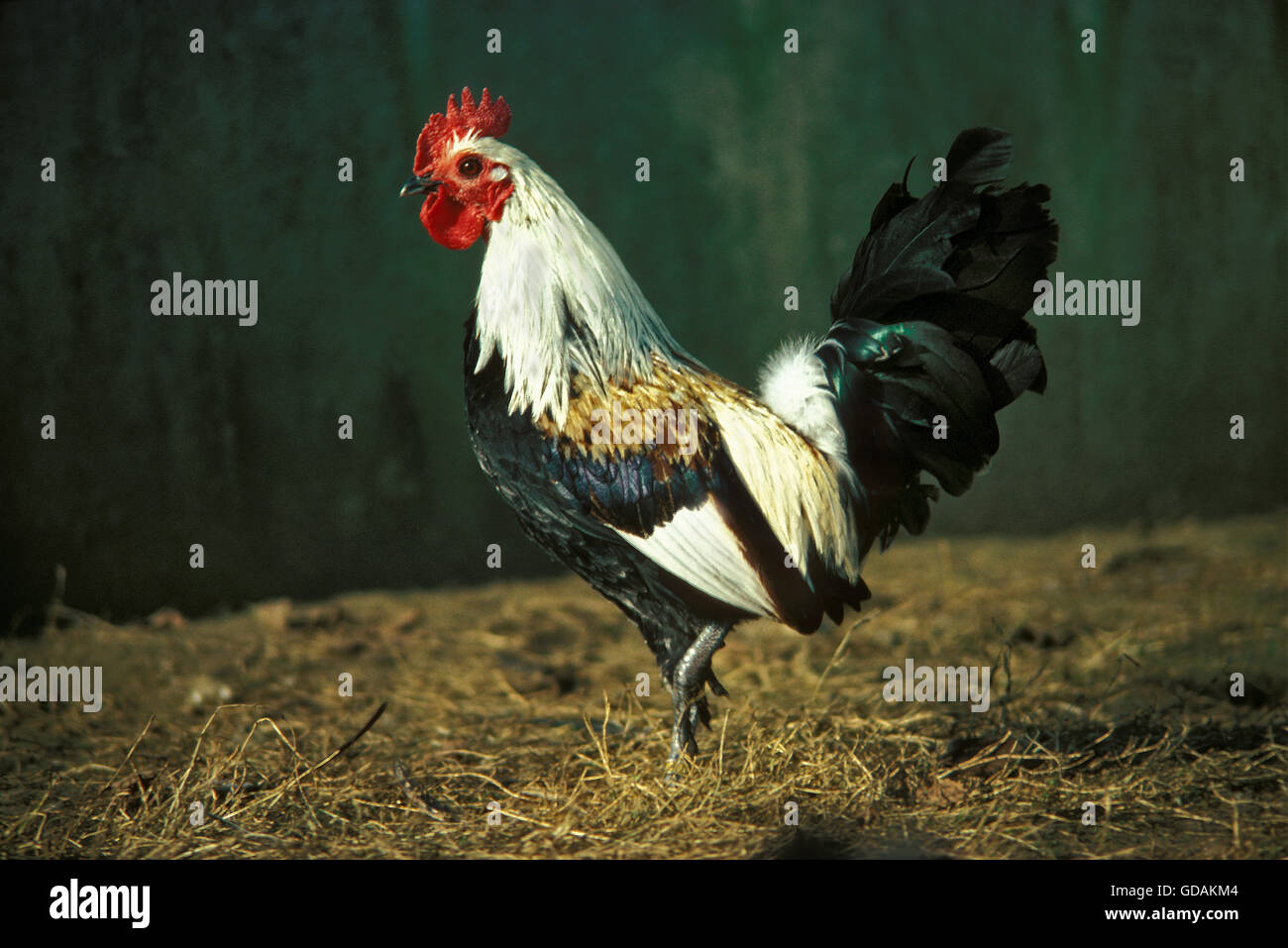 Ardennaise Argentee Cockerel, a Belgian Breed Stock Photo - Alamy