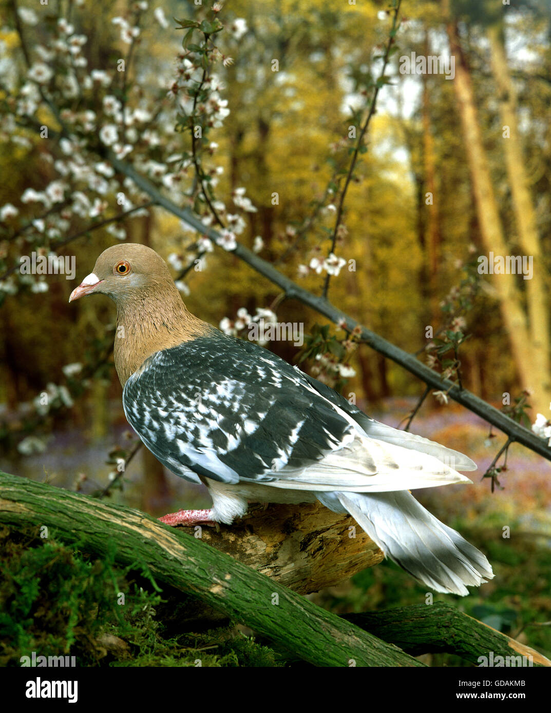 Nuremberg lark pigeons hi-res stock photography and images - Alamy