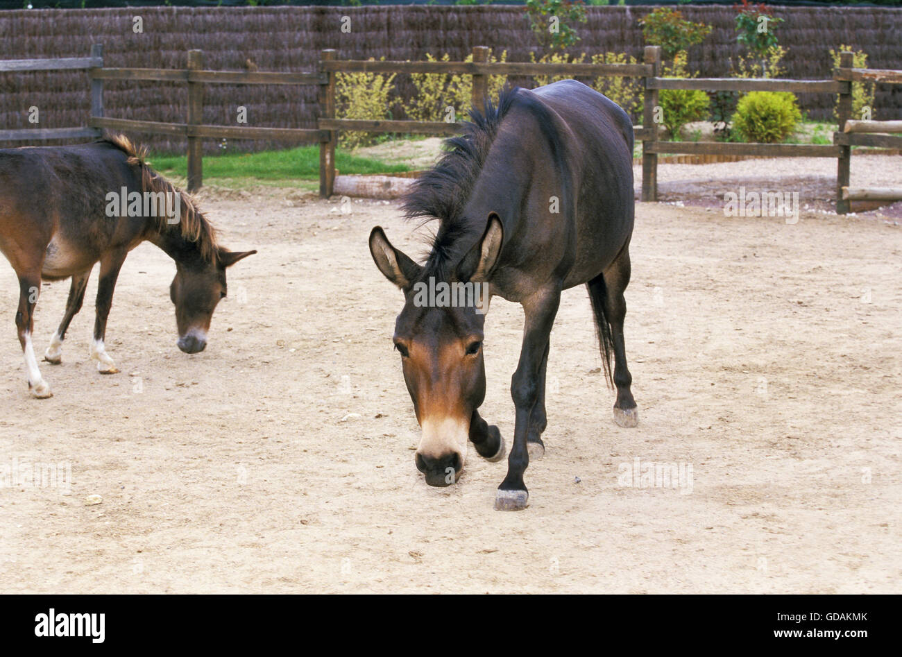 Difference Between Mule And Hinny