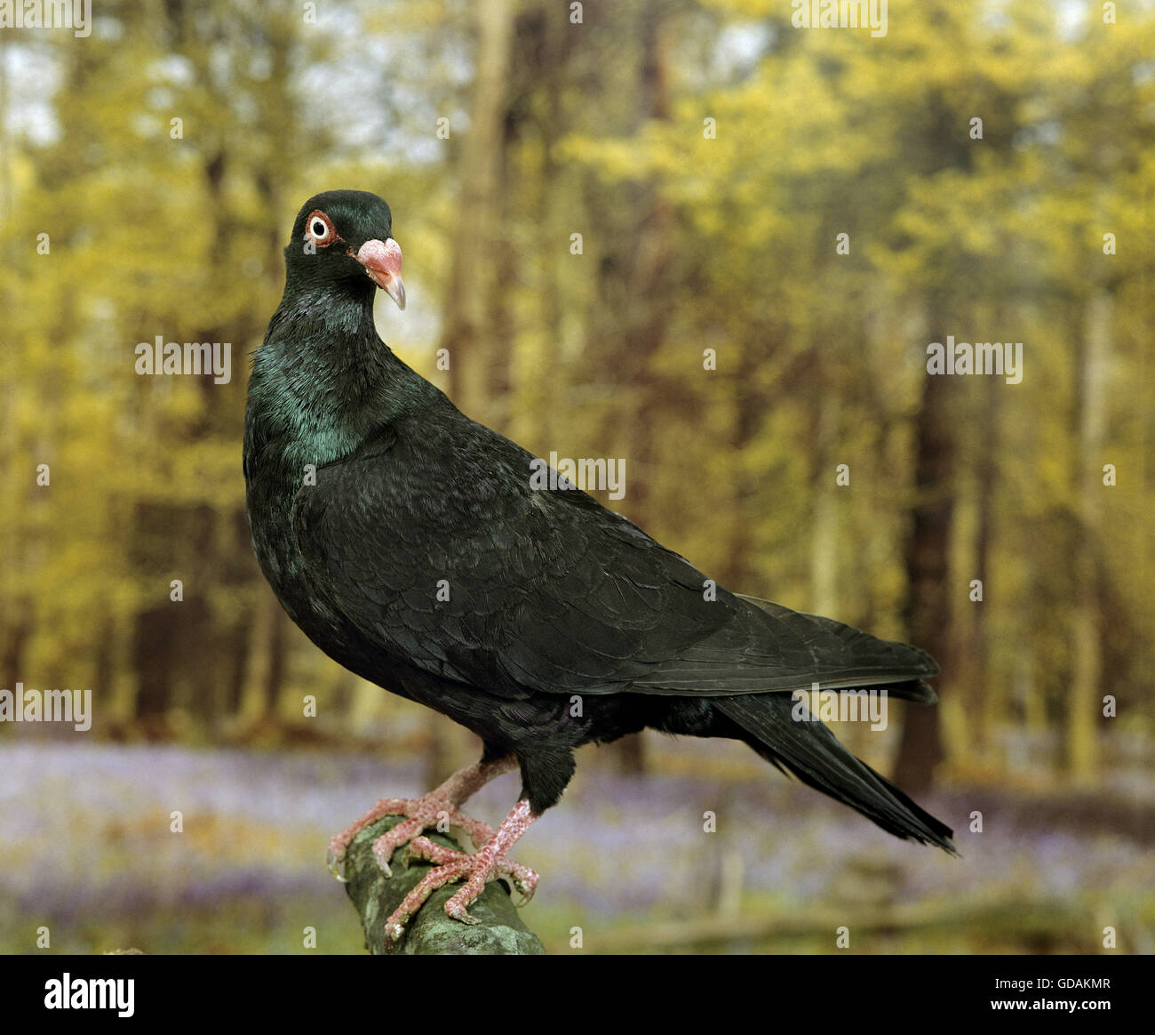 Danish pigeons hi-res stock photography and images - Alamy