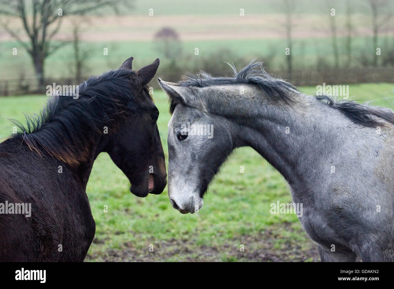 Grey English Thoroughbred Yearling and Bay French Trotter Yearling ...