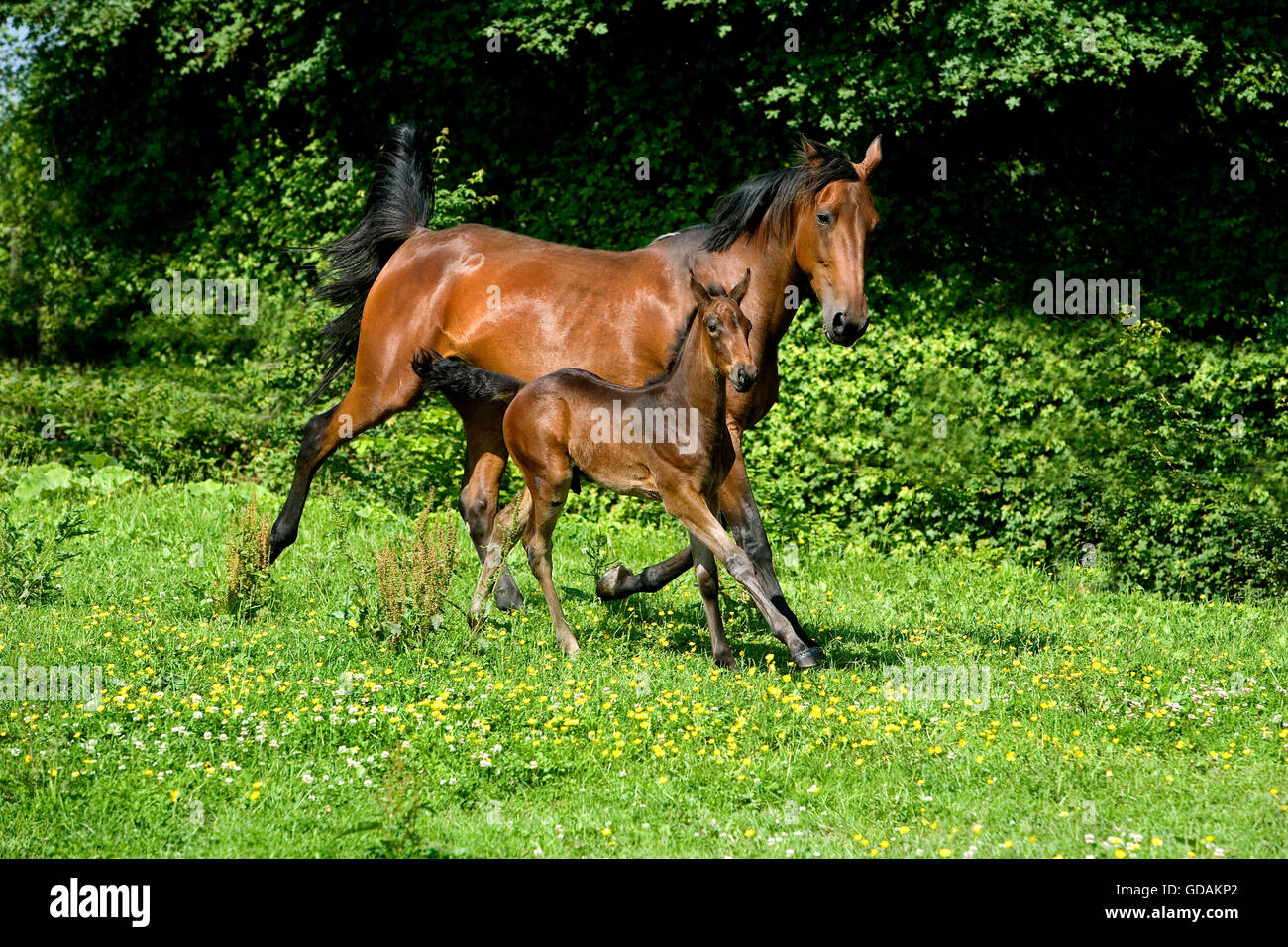French Trotter Horse, Mare with Foal Trotting through Meadow, Normandy ...