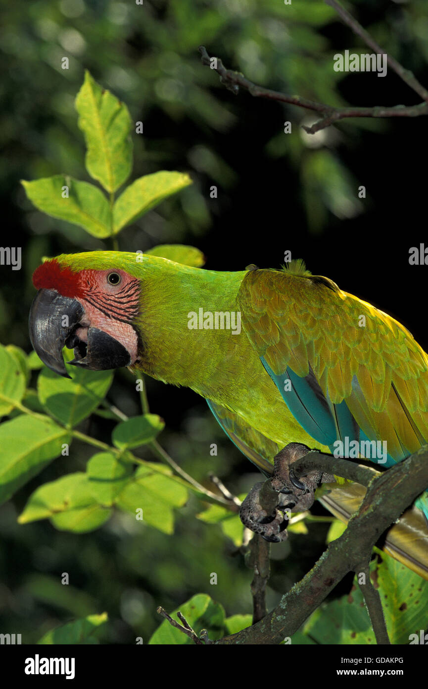 Buffons macaw hi-res stock photography and images - Alamy