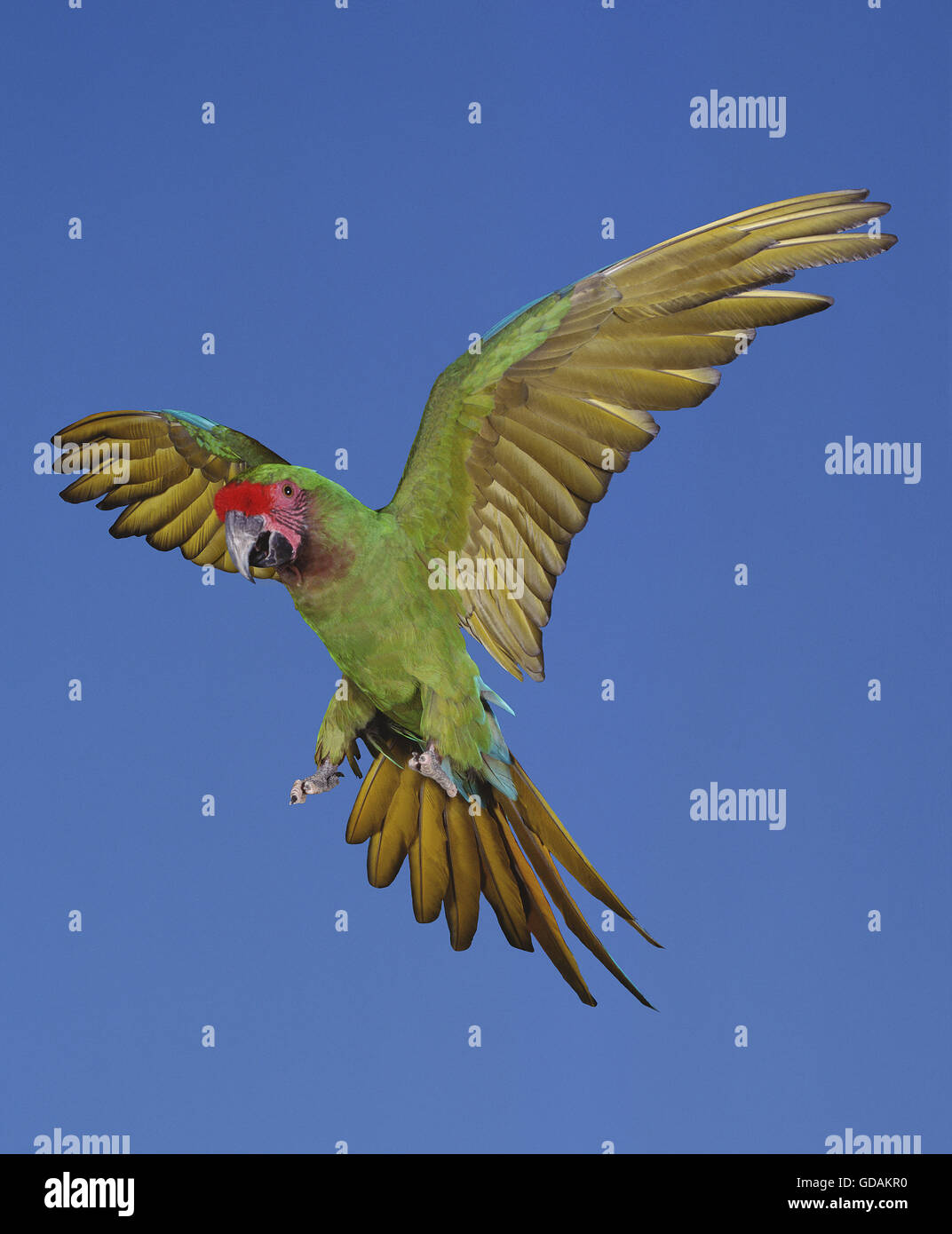 Military Macaw, ara militaris, Adult in Flight Stock Photo - Alamy