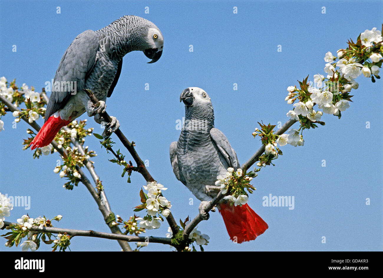 African Grey Parrot, psittacus erithacus, Adults in Blossom Tree Stock ...