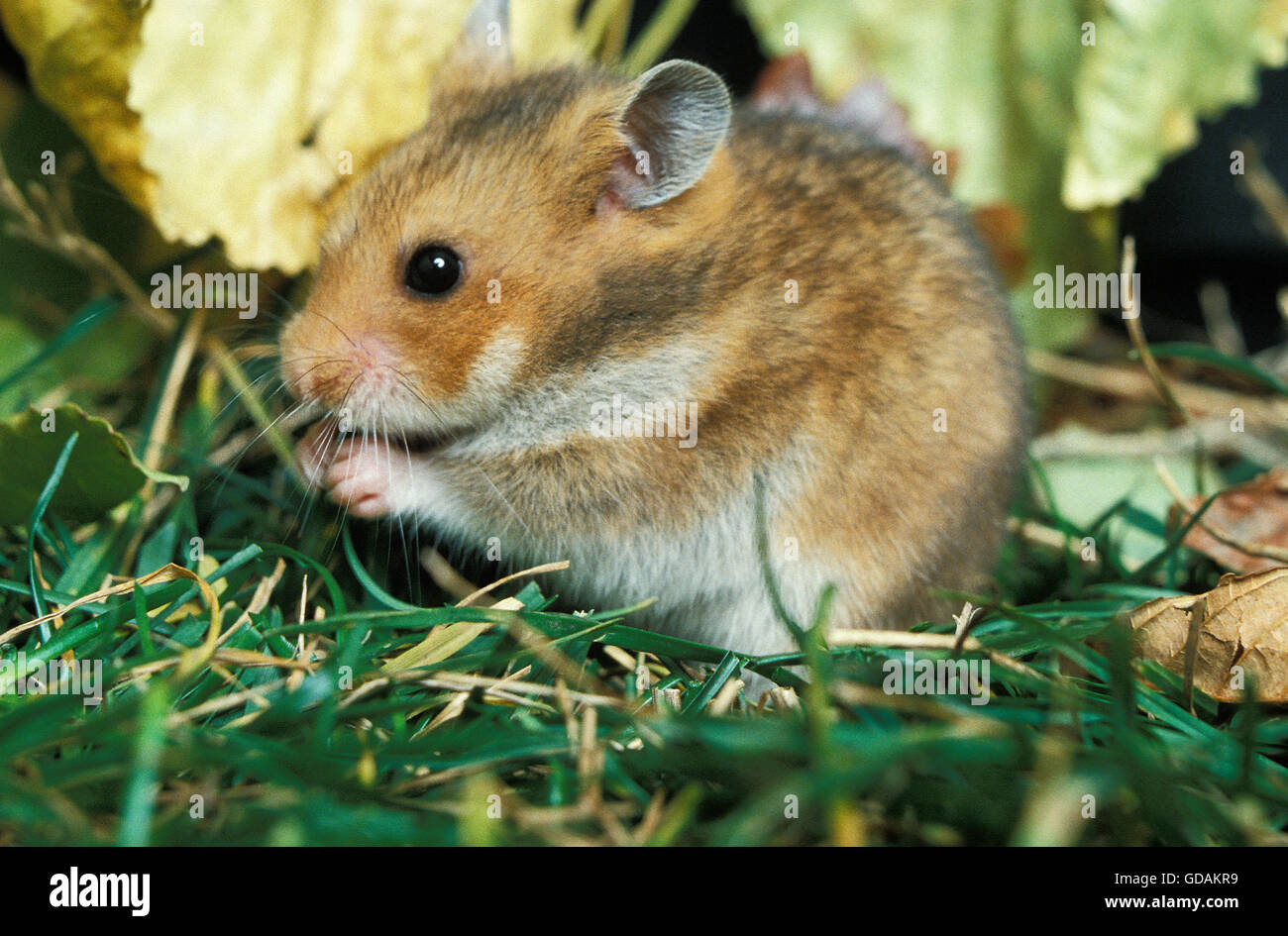 Golden Hamster, mesocricetus auratus, Adult eating Stock Photo - Alamy