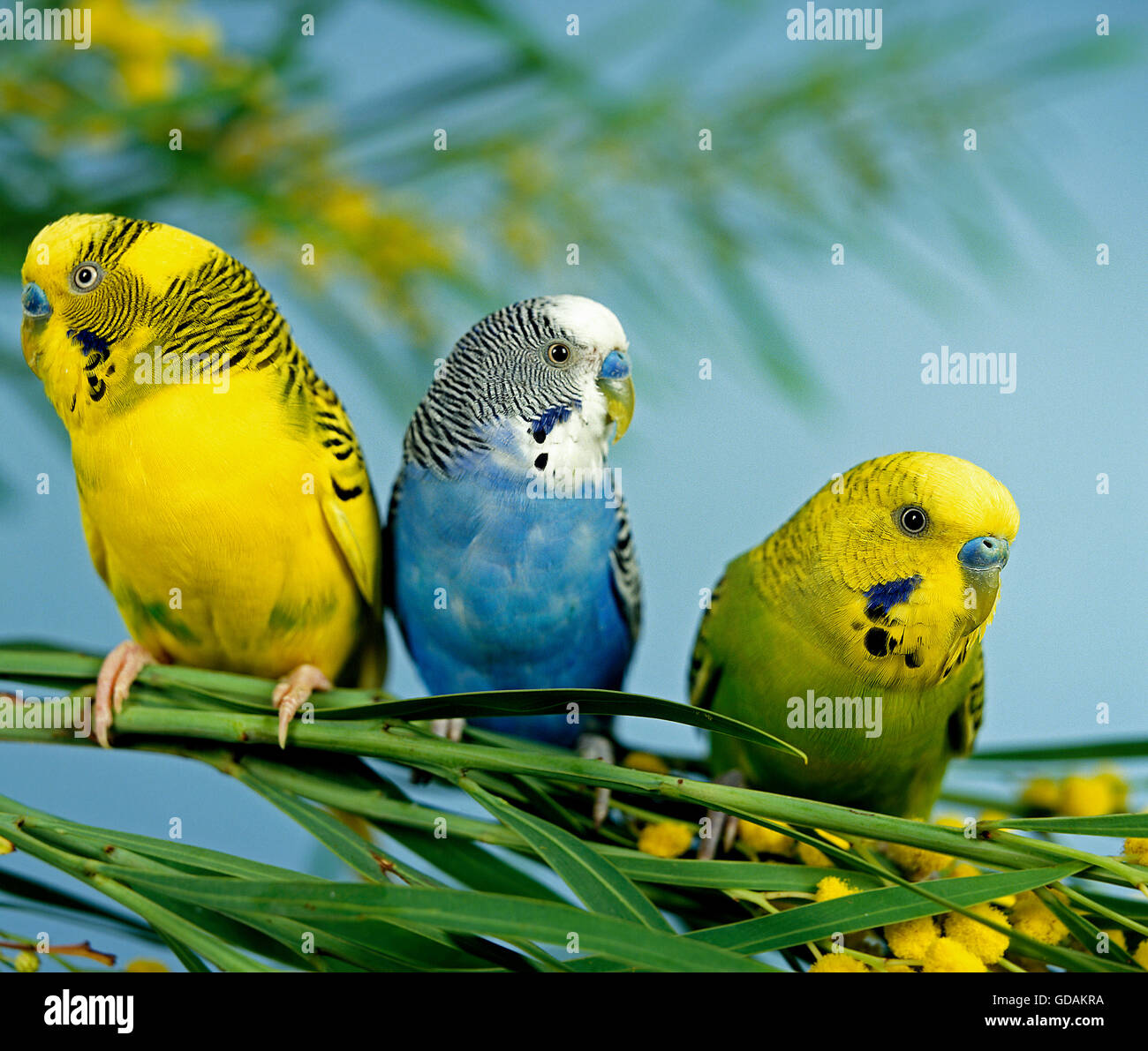 Budgerigar melopsittacus undulatus three birds hi-res stock photography ...