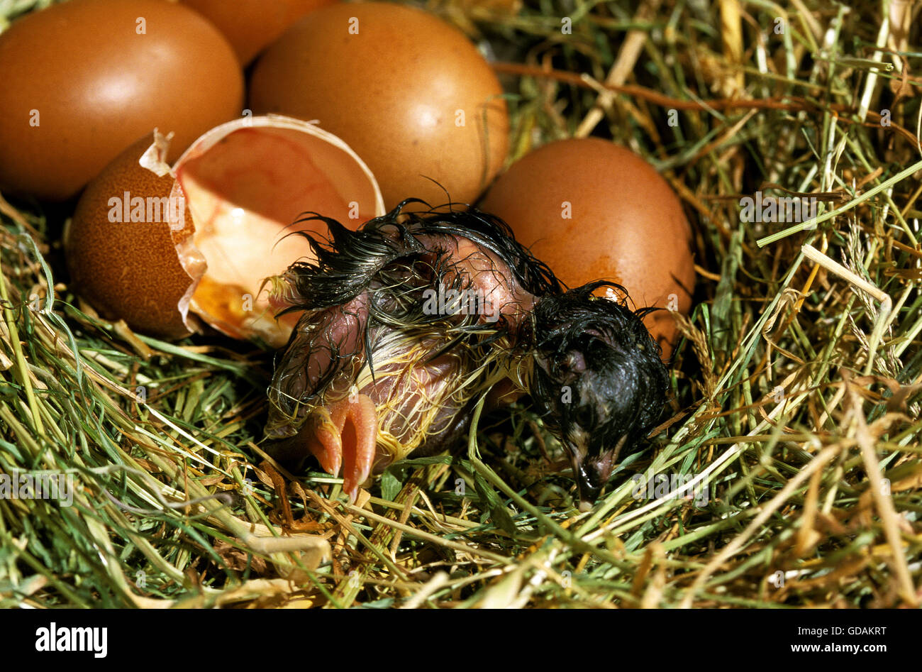 Domestic Chicken, Chick Hatching from egg Stock Photo - Alamy