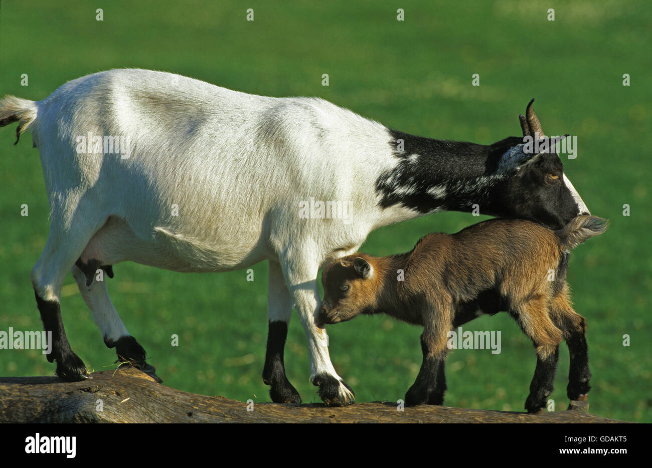Domestic Goat with Kid Stock Photo - Alamy