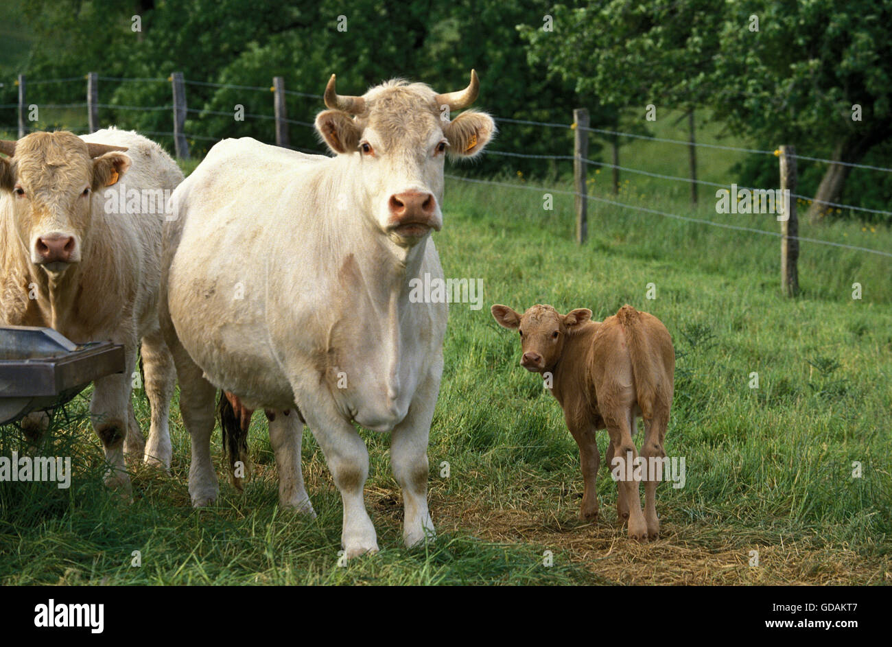 French cattle hi-res stock photography and images - Alamy
