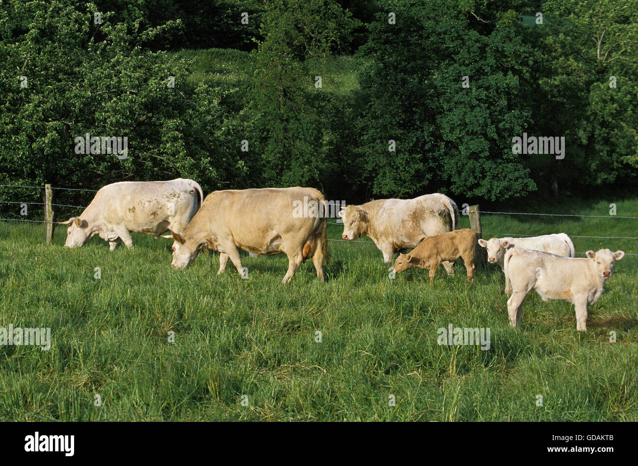 Domestic cattle hi-res stock photography and images - Alamy