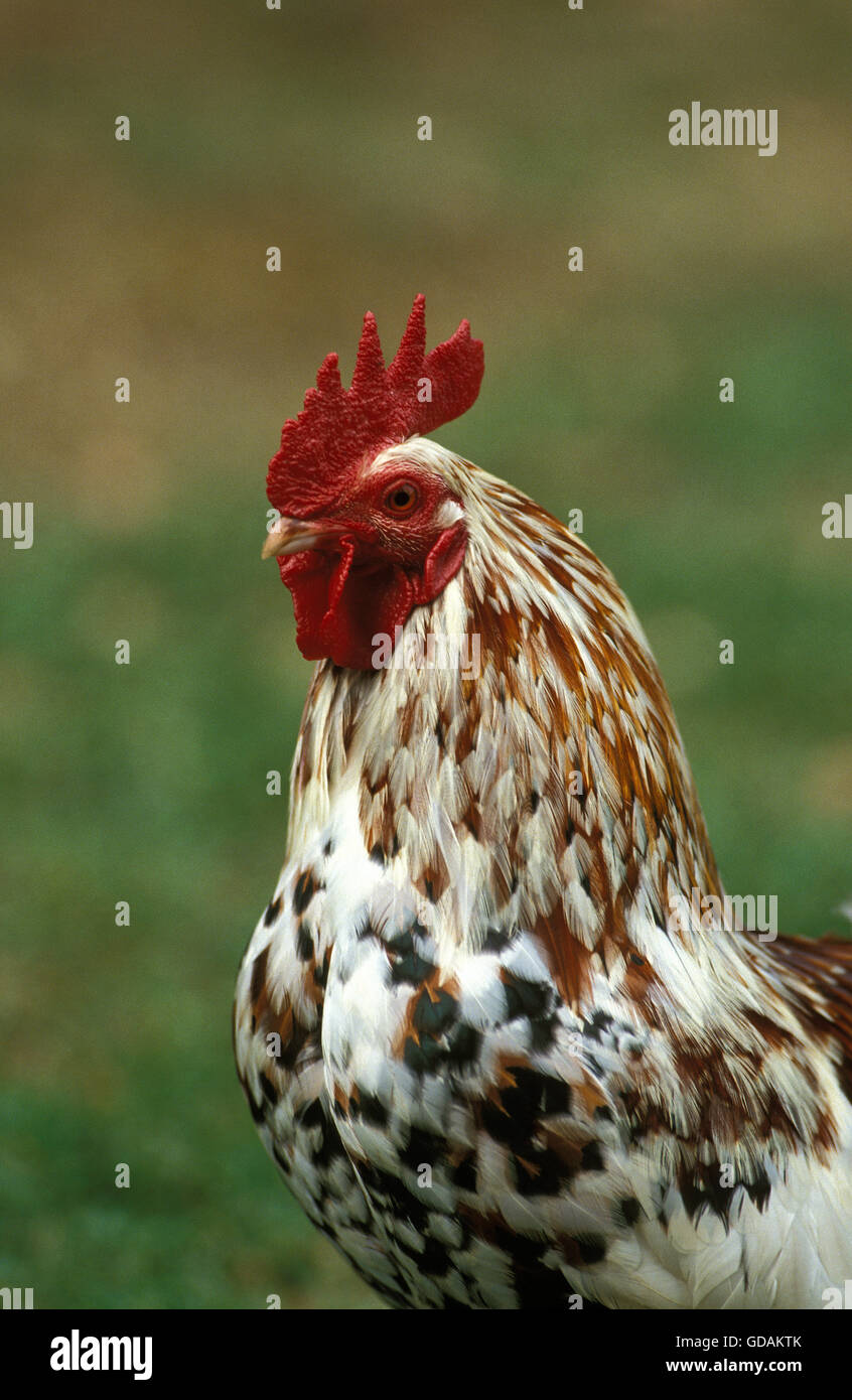Domestic Chicken, Cockerel Stock Photo - Alamy