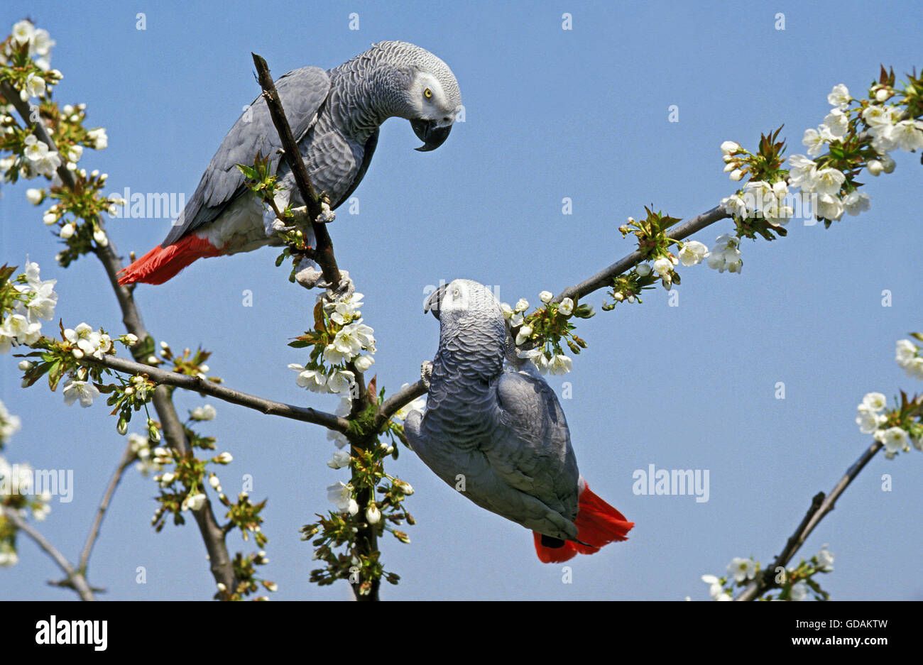 Couple african grey parrots hi-res stock photography and images - Alamy
