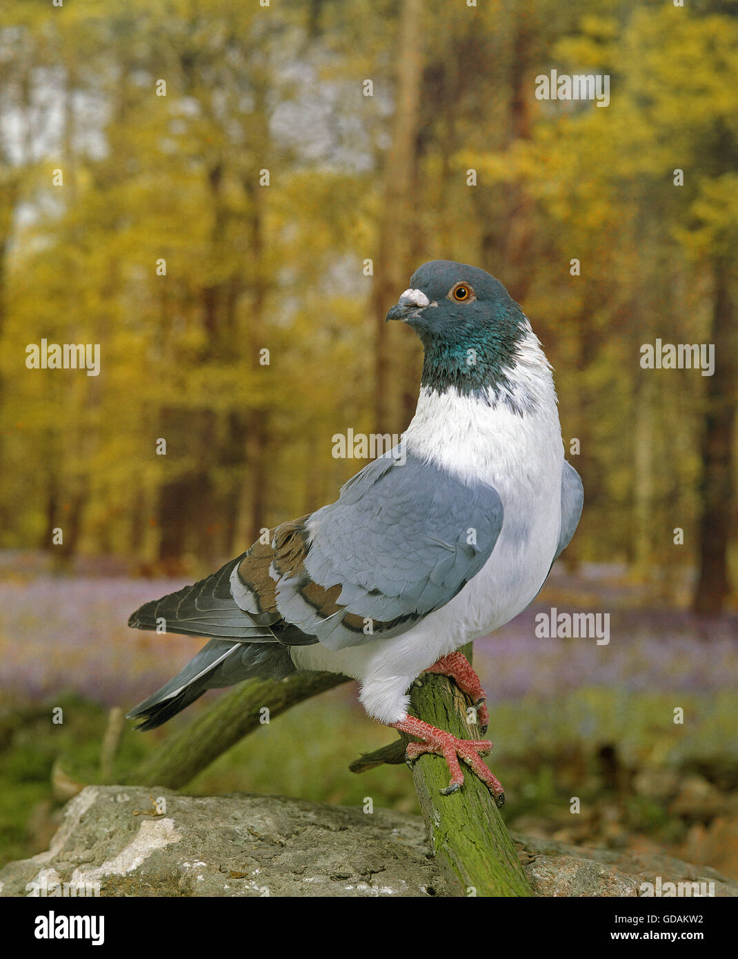 Blue Strasser Pigeon, Adult standing on Branch Stock Photo - Alamy