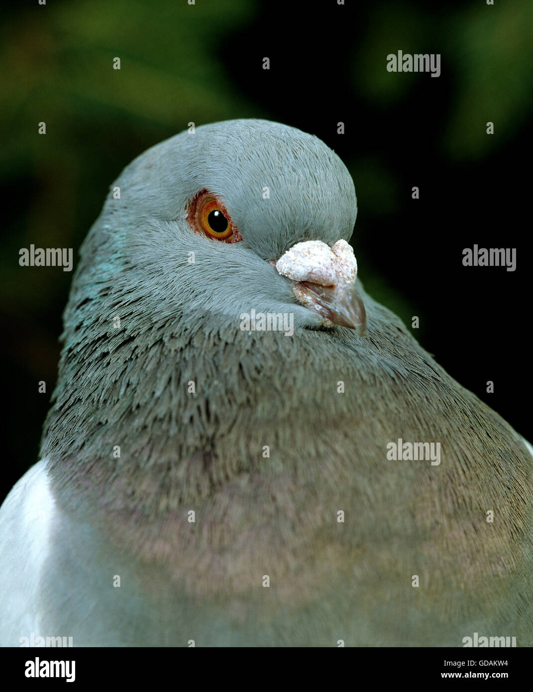 Modena pigeons hi-res stock photography and images - Alamy