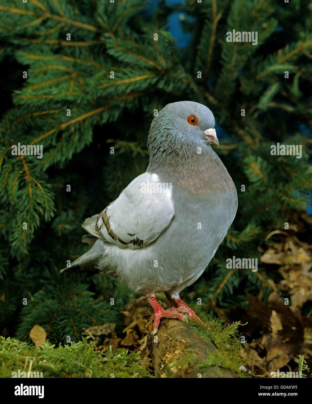 Modena schietti pigeons hi-res stock photography and images - Alamy