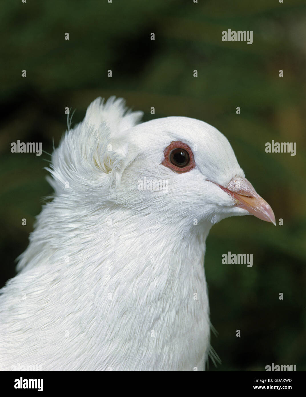 Pigeons and animals outdoors poultry hi-res stock photography and ...