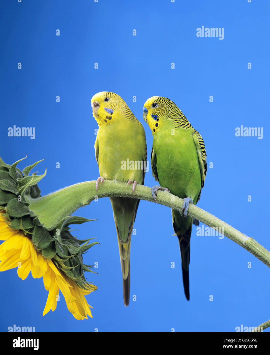 Budgerigars Singing