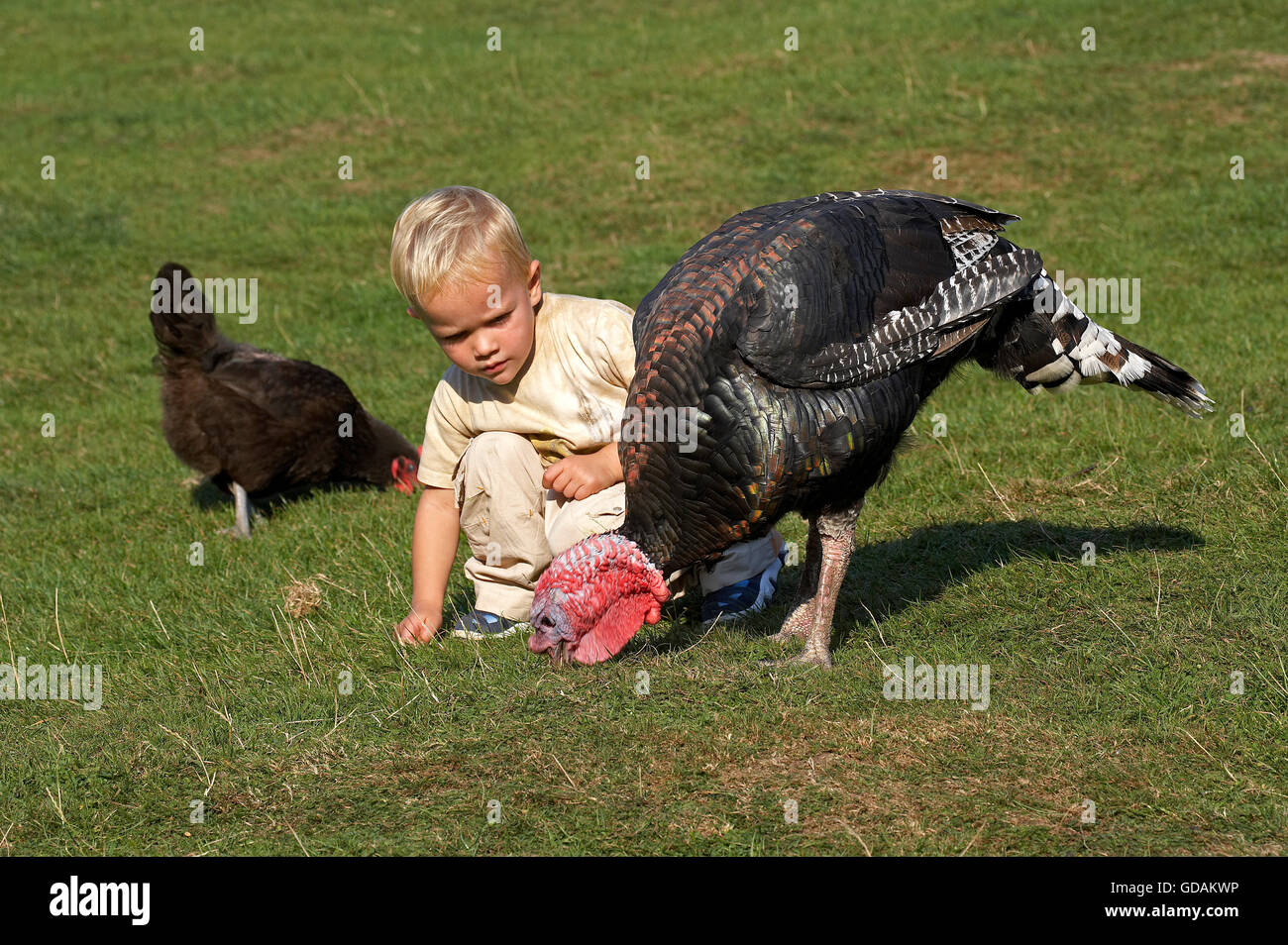 Boy with Male Turkey and Hen, Normandy Stock Photo - Alamy