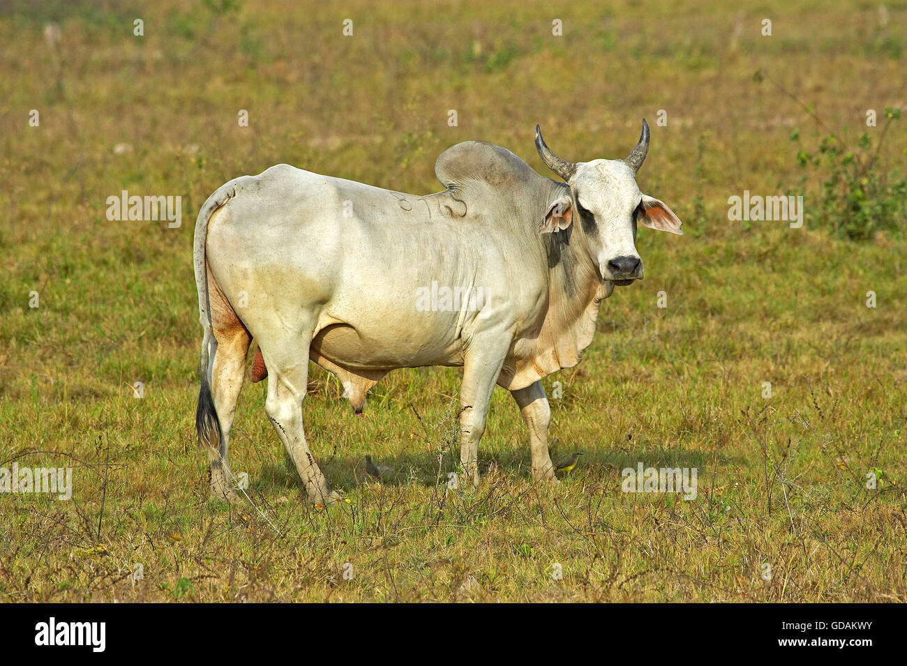 Bull, Domestic Cattle, Los Lianos in Venezuela Stock Photo - Alamy