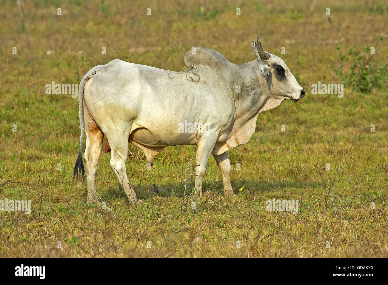 Bull, Domestic Cattle, Los Lianos in Venezuela Stock Photo - Alamy