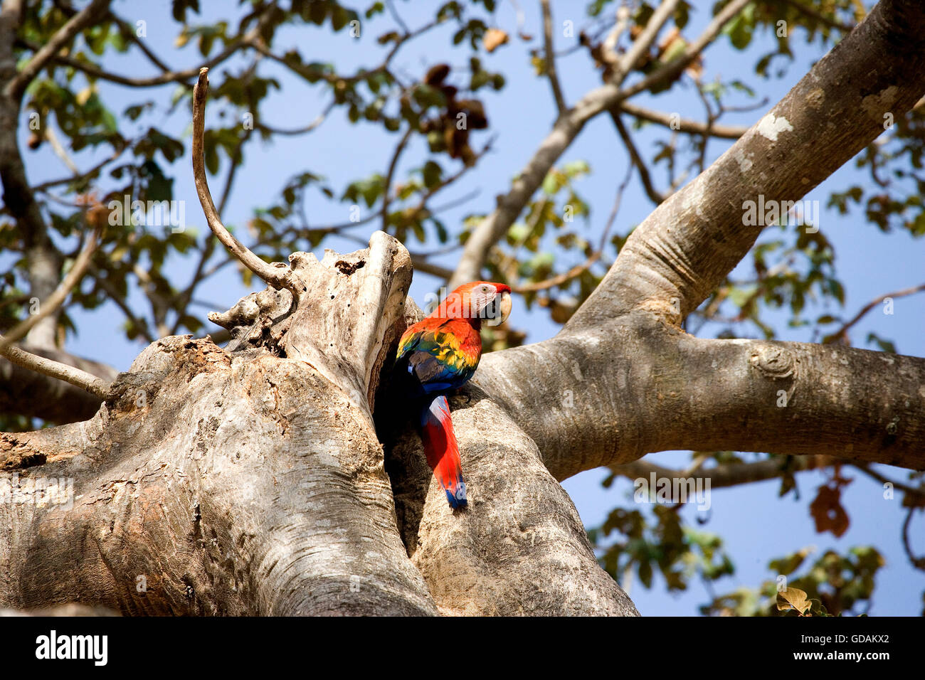 Scarlet Macaw, ara macao, Adult near Nest, Los Lianos in Venezuela ...