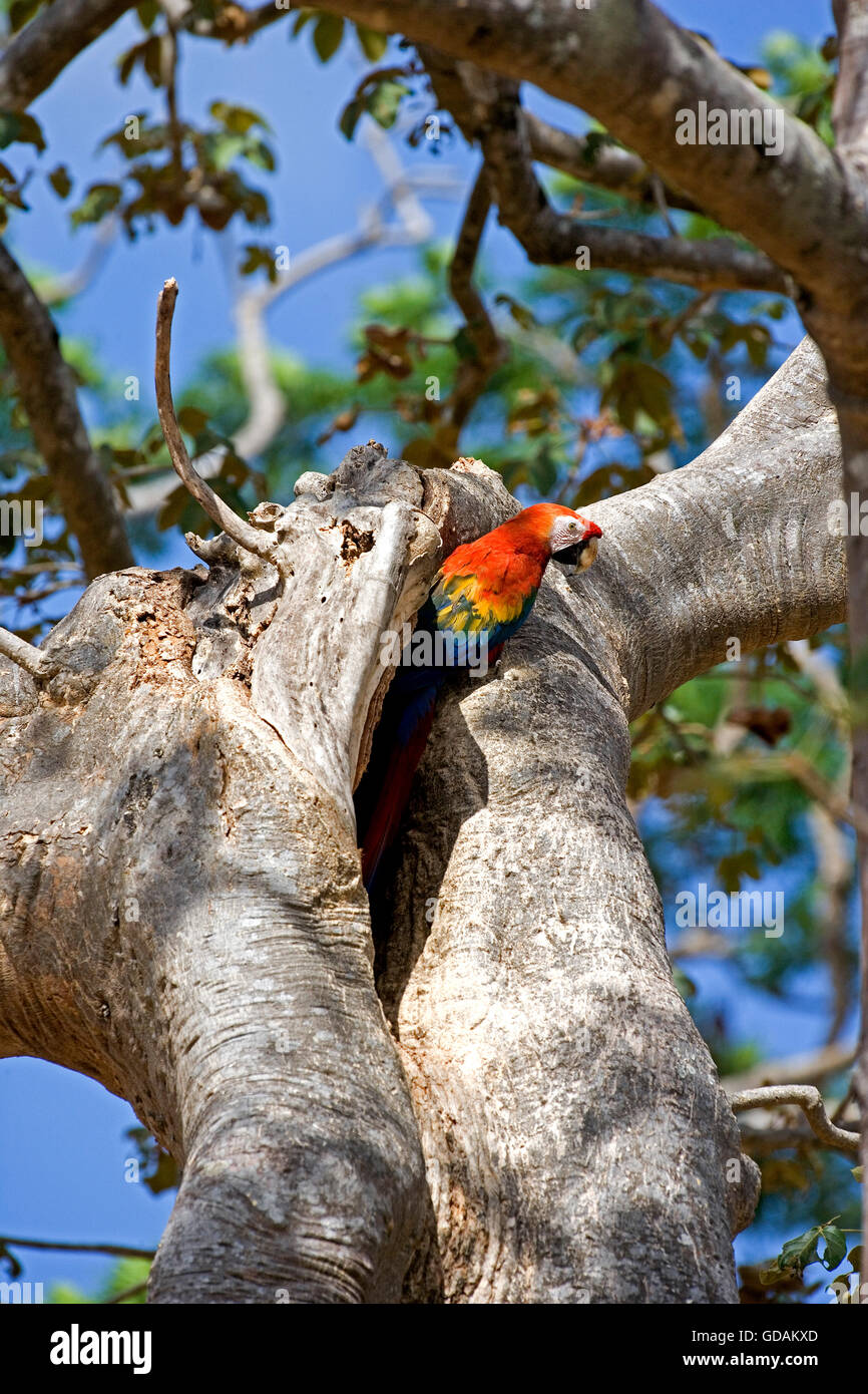 Scarlet macaw nest hi-res stock photography and images - Alamy