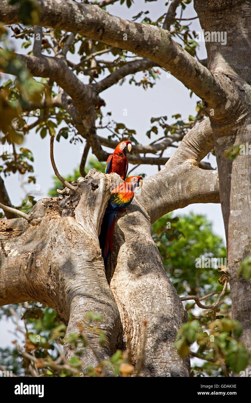 Scarlet macaw nest hi-res stock photography and images - Alamy