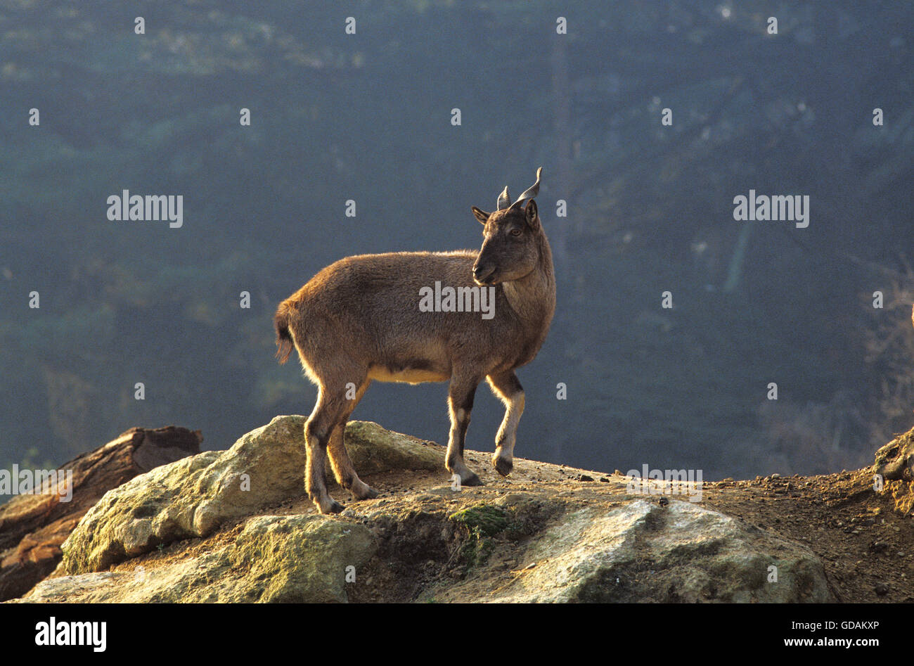 Rove Goat, a Domestic Breed from the South East of France Stock Photo ...