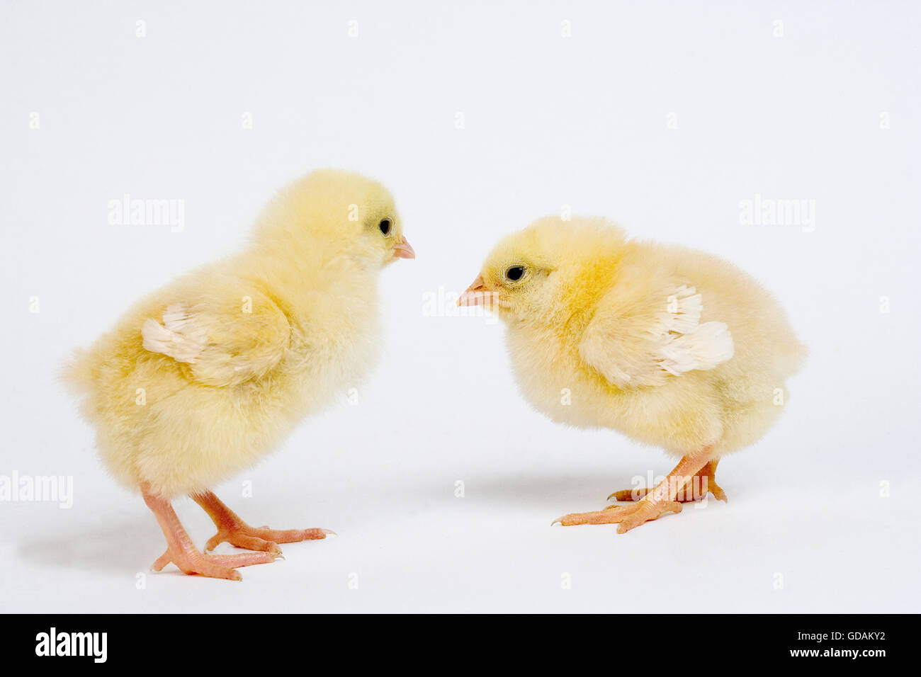 Domestic chicks hi-res stock photography and images - Alamy