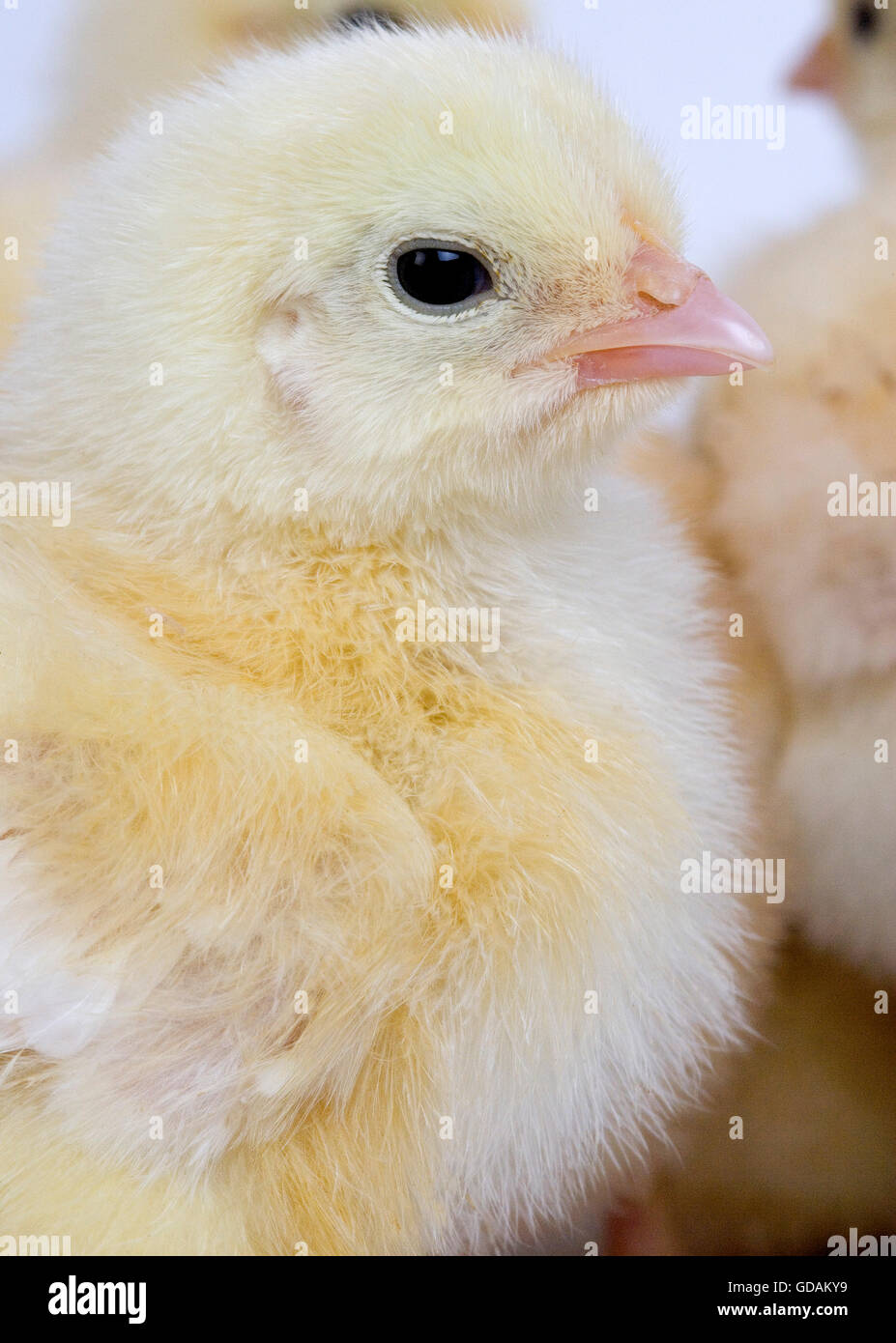 PORTRAIT OF CHICK Stock Photo - Alamy