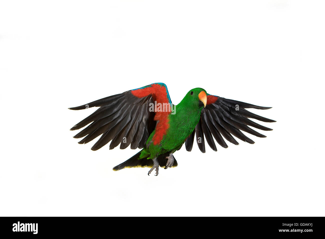 Eclectus Parrot, eclectus roratus, Male in Flight against White ...
