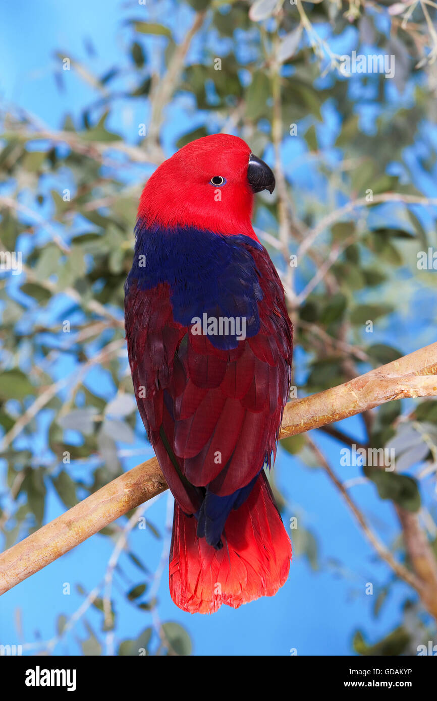 Eclectus Parrot, eclectus roratus, Female on Branch Stock Photo - Alamy